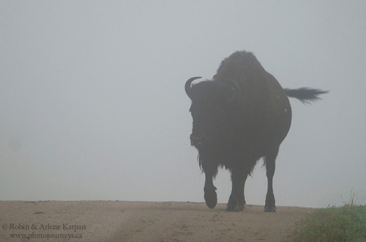Bison in the mist - Riding Mountain | Photo Journeys