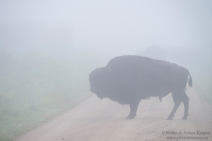Bison in the mist - Riding Mountain | Photo Journeys