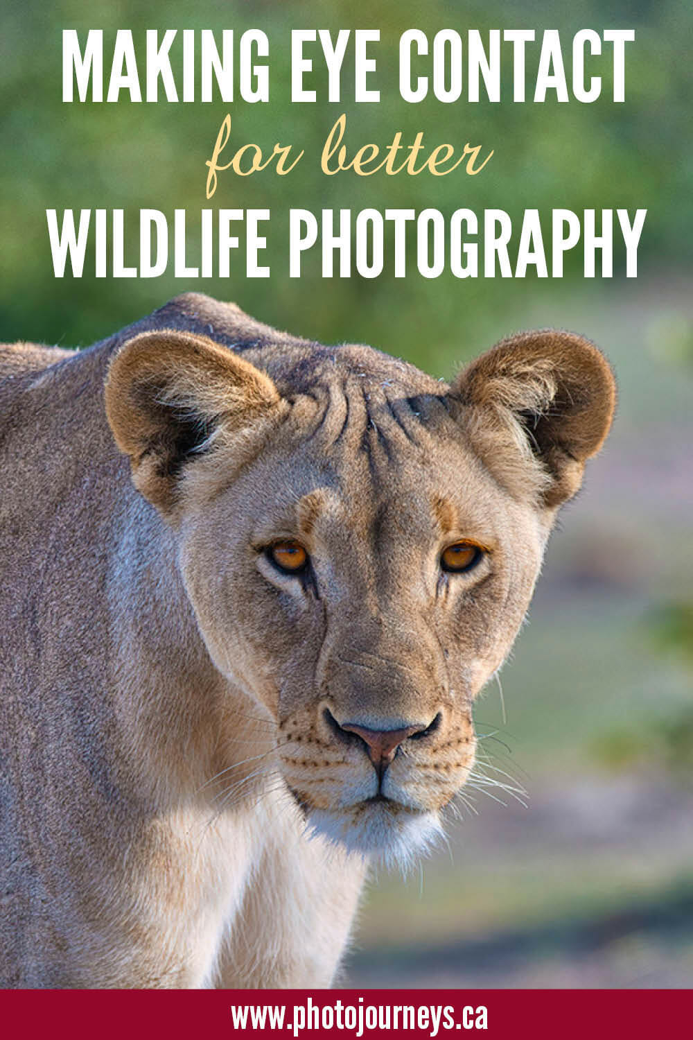Making Eye Contact in Wildlife Photography | Photo Journeys